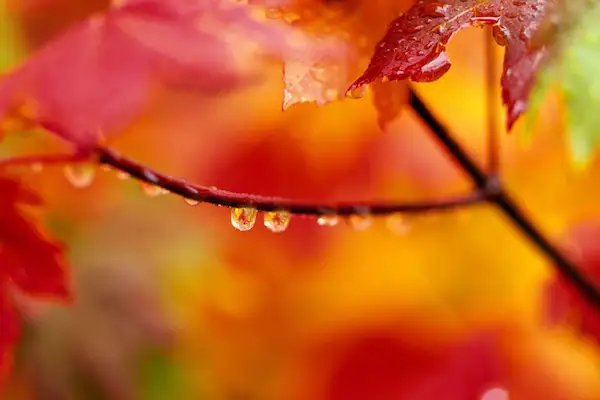 Top Photoshoot Ideas to Capture the Beauty of the Seasons - Tech Journal