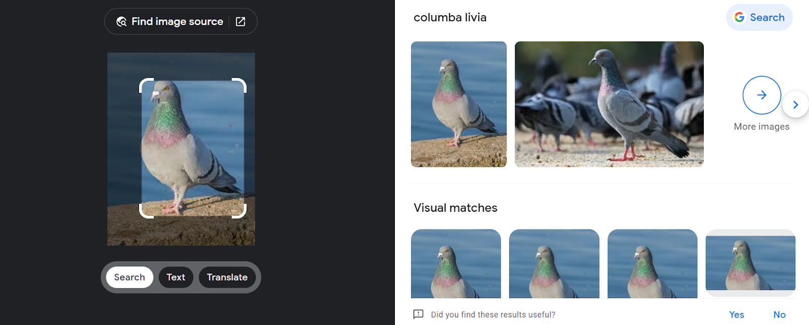 How to Reverse Search a Video - 8 Working Methods